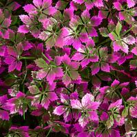 China China Manufacturer Factory Price Uv Artificial Plant Moss Wall Artificial Green Plant Wall for sale