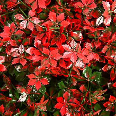 China Hot Sale China Manufacture Quality Artificial Wall Plants With Frame Faux Plant Grass Wall Backdrop for sale
