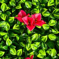 China High Grade New Design Outdoor Grass Wall Backdrop Beautiful Artificial Plants Grass Wall Backdrop for sale