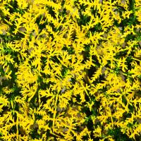 China Boxwood Artificial Wall Panels Hedge Plant Grass Artificial Flower Wall for sale