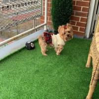 China Factory Direct Supply Cheap Price Artificial Grass Sports Flooring Plastic Lawn Green Carpet Decorations Artificial Grass for sale