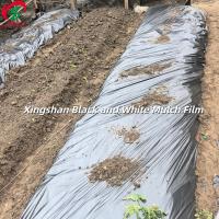 China PE Polyethylene Agriculture Mulching Sheet Black White Plastic Ground Cover Film for sale