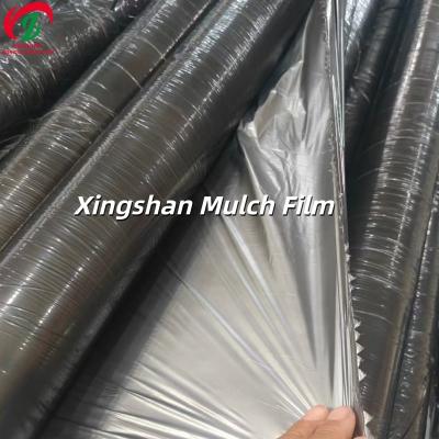 China Silver On Black Agricultural Mulch Film Biodegradable Plastic Ground Cover To Kill Weeds for sale