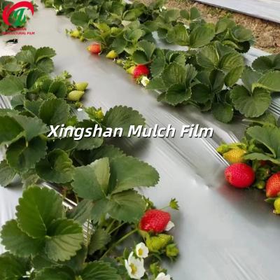 China LDPE / LLDPE / HDPE Agricultural Mulch Film Weed Control Film for sale