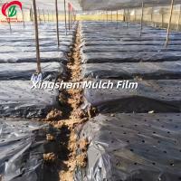 China Perforated Agricultural Mulch Film Plastic Mulch Film Biodegradable Puncture Resistance for sale