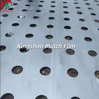 China Pre Punched Agricultural Mulch Film LDPE / LLDPE / HDPE Perforated Black Plastic Mulch for sale