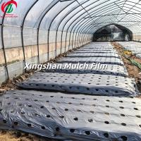 China Pre Punched Agricultural Mulch Film LDPE / LLDPE / HDPE Perforated Black Plastic Mulch for sale