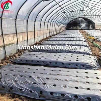 China Pre Punched Agricultural Mulch Film LDPE / LLDPE / HDPE Perforated Black Plastic Mulch for sale
