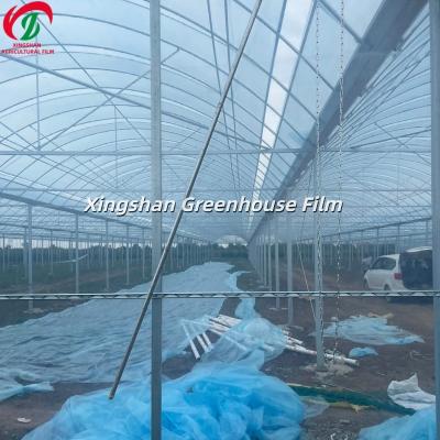 China Anti Aging EVA Greenhouse Plastic UV Resistant Long Lasting UV Greenhouse Film for sale