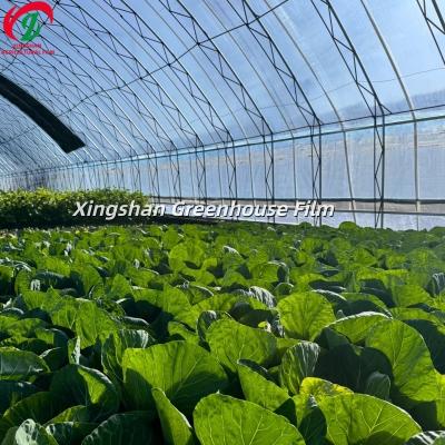 China PE Vegetable Greenhouse Film Polyethylene Plastic Sheeting For Greenhouse for sale