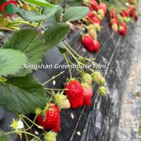 China Thermal Insulation Agriculture EVA Plastic Film Greenhouse Shade Cover Film for sale