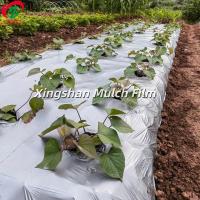 China Biodegradable Mulching Sheet Weed Barrier Sustainable Plastic Mulching In Agriculture for sale