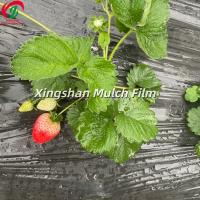 China Puncture Resistant Agricultural Mulch Film Biodegradable Mulch Film for sale