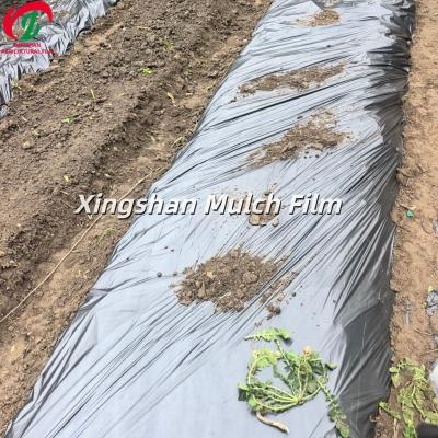 China Puncture Resistant Agricultural Mulch Film Biodegradable Mulch Film for sale