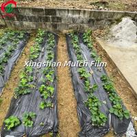 China Puncture Resistant Agricultural Mulch Film Biodegradable Mulch Film for sale