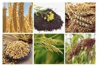 China Multifunctional Thresher Grain Separator 600-1000kg/h 220V/380V for Wheat Rice Soybean for sale