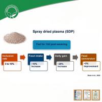 China GMP+ Certified Spray Dried Plasma Protein for sale