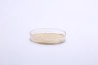 China Non GMO Soy Peptone for Industrial Fermentation for sale