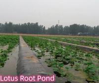 China Black HDPE Geomembrane 0.75mm-3mm for Fish Ponds and Landfill Liners for sale