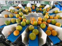 China SUS304 Fruit Multihead Weigher Custom Feeding Belt For Avoiding Damaged for sale