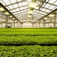 China 100W Full Spectrum LED Grow Light with 660nm Red Light for Flowering and Fruiting Plant Lamp for sale