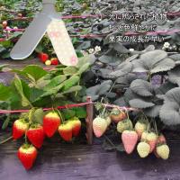 China Compact LED Grow Light with Full Spectrum + 660nm and IP68 Waterproof for Indoor Plant Growth for sale