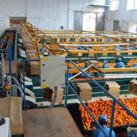 China Orange Navel Orange Tangerines Intelligent Photoelectric Citrus Sorting System for sale