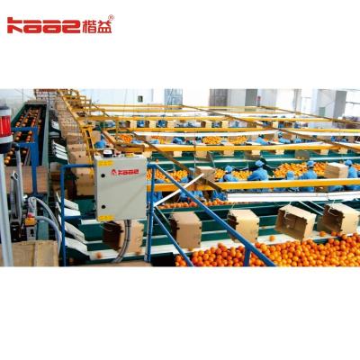 China Citrus pear Orange Juice SUS304 Automatic Fruit Sorting Machine adopting computer vision for sale