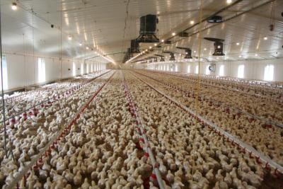 China Heavy Duty Steel Structure Poultry House HDG Steel Frame 3-25m Span 2-6m Height for sale