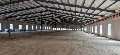 China Prefabricated Steel Structure Poultry House with Q235B/Q355B Frame - 3-25m Clear Span, 30-120m Length Options for sale