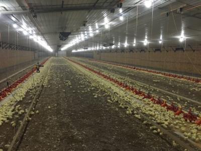 China Galvanized Poultry Steel Frame House 3-25m Span with Q355 Steel Structure for Chicken Farm Building for sale