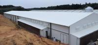 China Q235B Q355B Galvanized Steel Poultry Sheds - 3-25m Clear Span, Custom Designs for Broiler & Layer Farms for sale