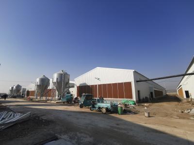 China Galvanized Steel Poultry Farm Shed with Full Automation Systems - 50 Year Structure Life & 8 Grade Earthquake Resistance for sale