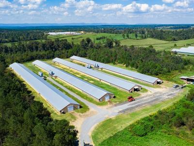 China Prefab Steel Structure Poultry House 3-25m Clear Span with Galvanized Fireproof Construction for sale