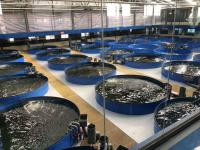 China Pure Water Treatment System RAS Rotary Drum Filter for Aquaculture in Fish Farm Ponds for sale