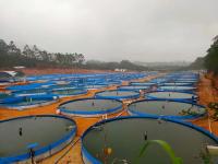China 1000LPH Capacity Tilapia Aquaculture RAS Recirculating System for Indoor Fish Farming for sale