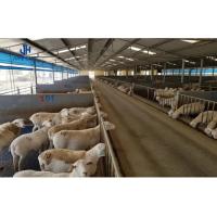 China Q345 Steel Structure Prefab Metal Building for Construction of Sheep and Goat Farm for sale