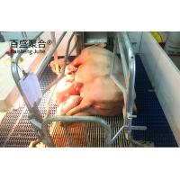 China High Tolerance Pig Feeder for Automatic Feeding System in Pig Farming Heavy Duty Design for sale