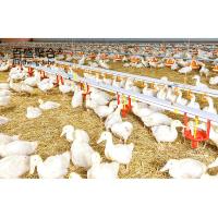 China Poultry Farm Broiler Cage System with MTS Drawing Design and Steel Grade for sale