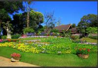 China Green Landscaping Artificial Grass Good Standing High density And Cost Effective for sale
