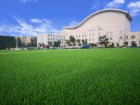 China Artificial Grass Baseball Turf 40-70mm Football Grass For Soccer Ground for sale
