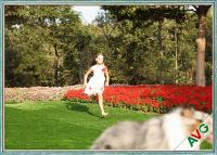 China UV Resistant PE Non - Infill Need Imitation Synthetic Lawn Grass For Dogs for sale
