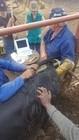China USB Veterinary Portable Ultrasound Machine with 3.5MHz Convex Probe for Canine Bovine Animals - 10.4