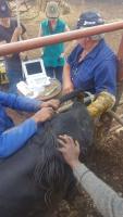 China 3.5MHz Veterinary Ultrasound Machine with 10.4-inch Display for Canine, Bovine, and Livestock Diagnostics for sale