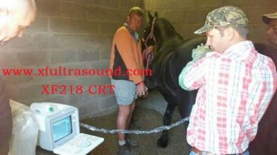 China XF218 Portable Veterinary Ultrasound Scanner with 3.5MHz Convex Probe and 256 Image Storage for Livestock Diagnostics for sale