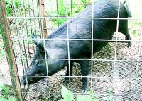 China 4 Gauge Welded Hog Wire Mesh Panel 16 ft x 34 in Galvanized Livestock Fencing for sale