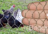 China Galvanized Chicken Wire Mesh Hexagonal 13mm 50mm Hole Poultry Fencing Roll 3x100ft for sale
