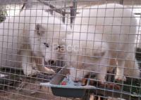 China Anti Corrosion Wire Mesh Hardware Cloth Galvanizing Finish For Animal Cage for sale