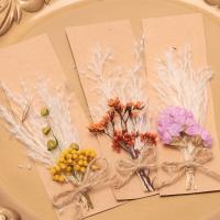 China Opp Bag Pampas Natural Dried Grass Potpourri 43*15cm for sale