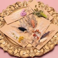 China Opp Bag Pampas Natural Dried Grass Potpourri 43*15cm for sale